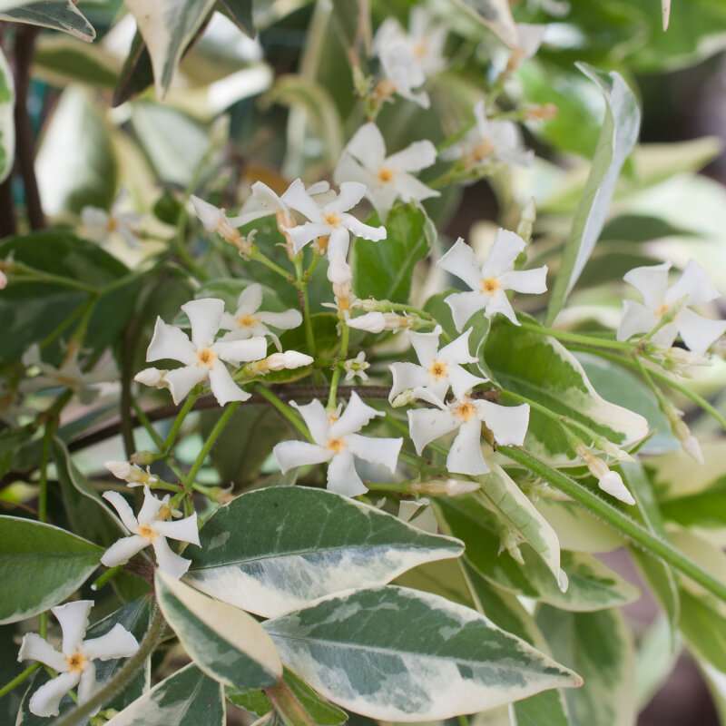 RHYNCOSPERMUM jasminoides 'Variegatum'