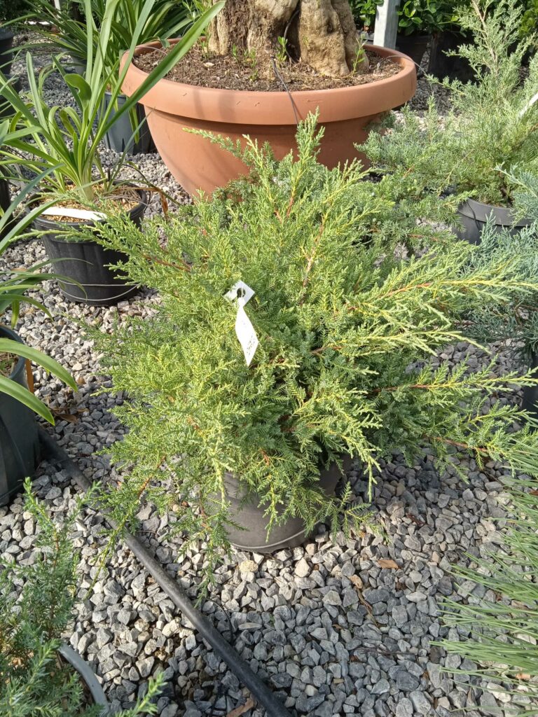 JUNIPERUS x pfitzeriana 'Pfitzeriana Compacta'
