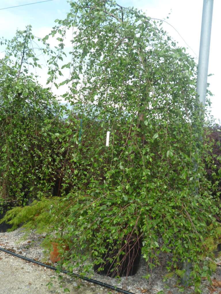 BETULA nigra 'Summer cascade'