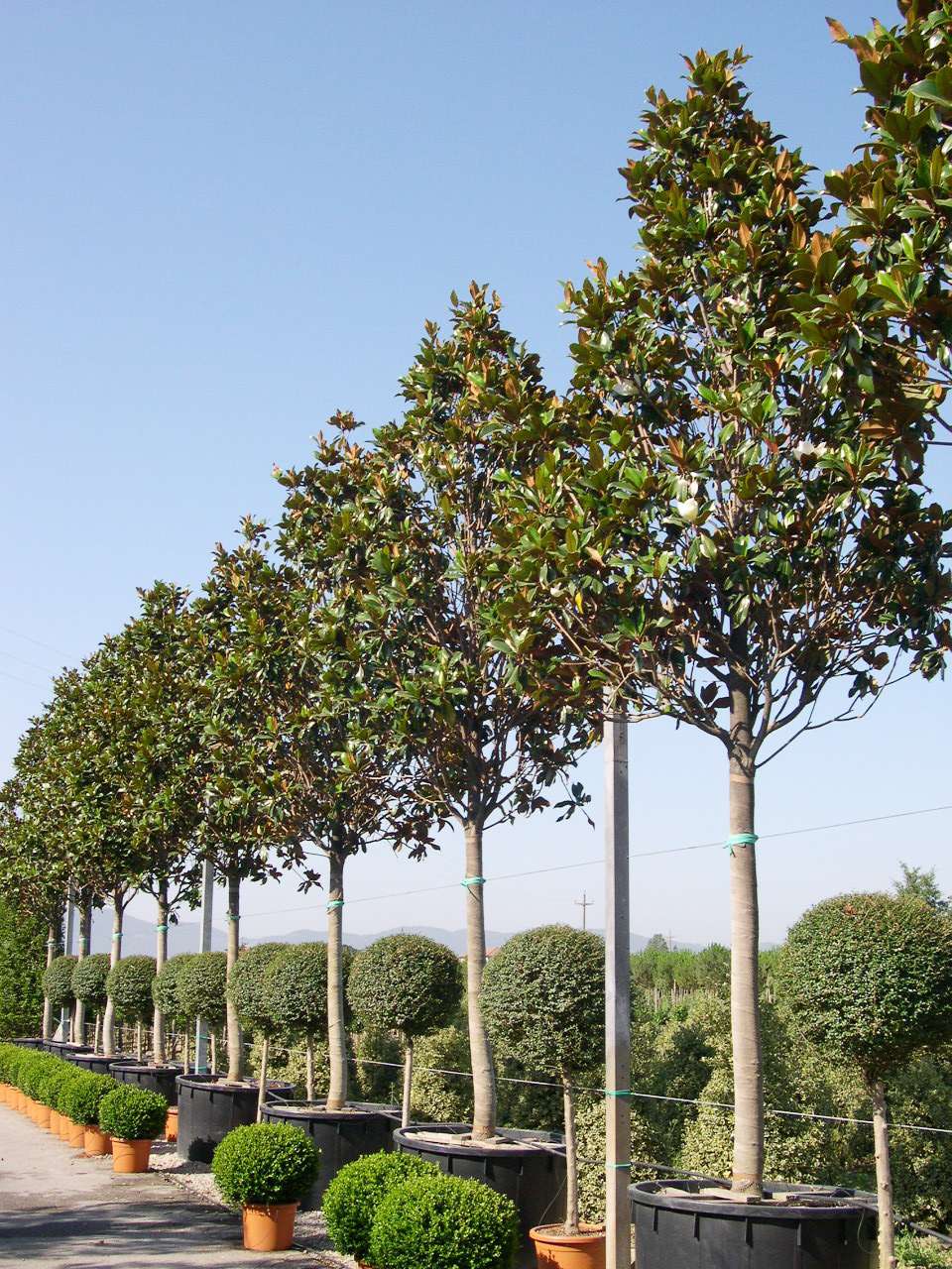 Paisajismo Con árboles De Magnolia
