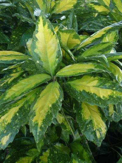 AUCUBA japonica 'Picturata'