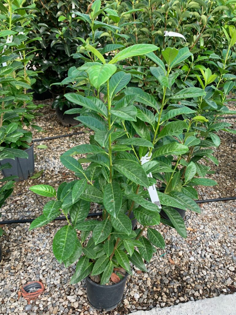 PRUNUS laurocerasus 'Obelisk'