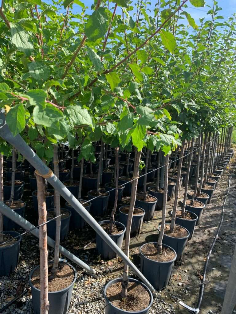 PRUNUS SATIVA 'Regina Claudia viola'