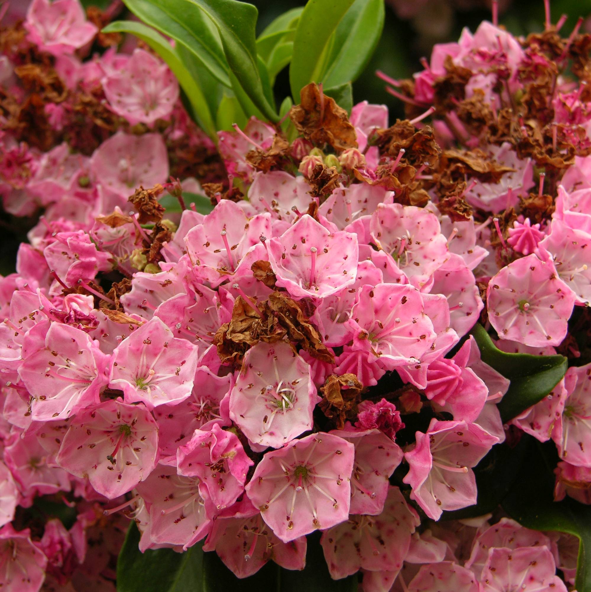 KALMIA latifolia 'You Can' - Innocenti & Mangoni piante