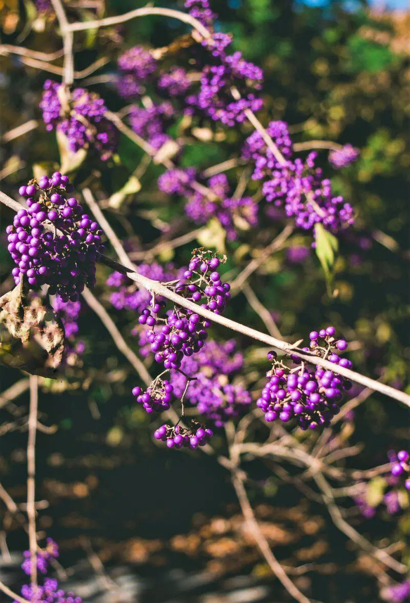 CALLICARPA bodinieri 'Profusion' - Innocenti & Mangoni piante